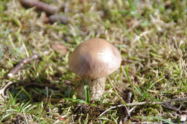 agaricus | KUROMANIN